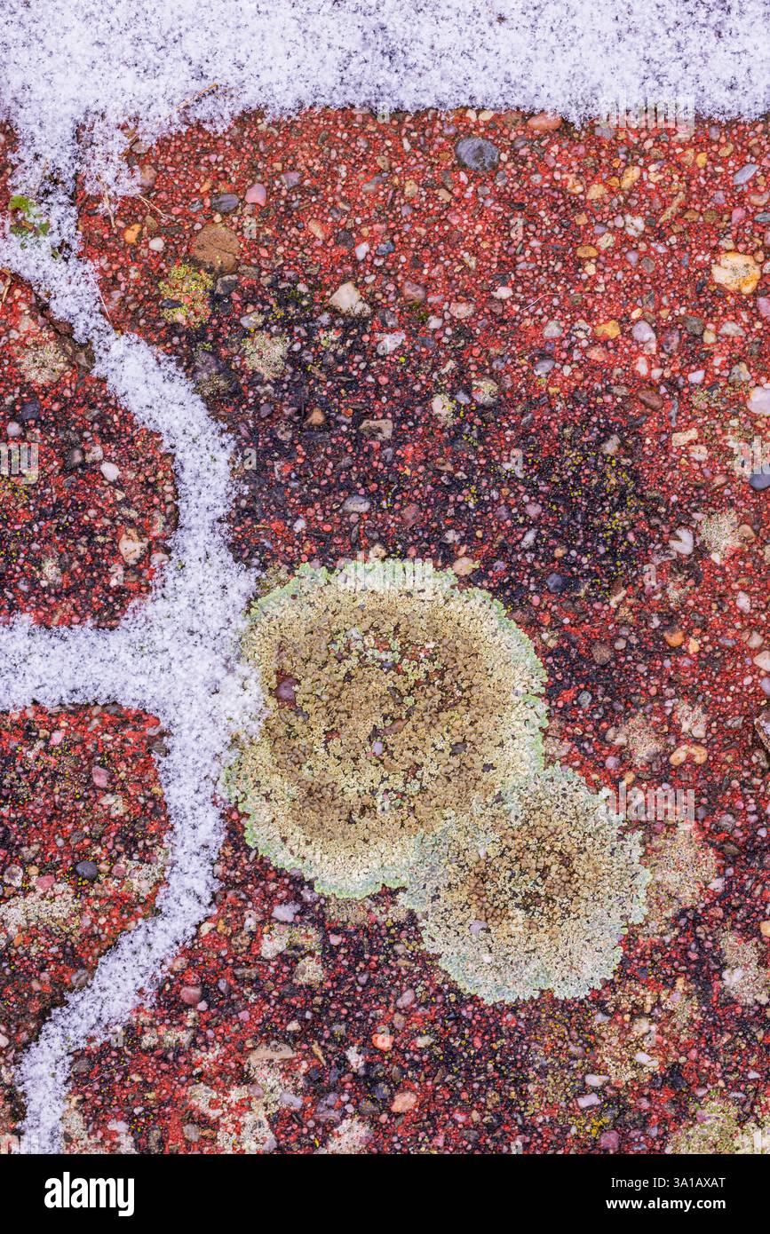 Lichens that are suitable as a background hi-res stock photography and ...