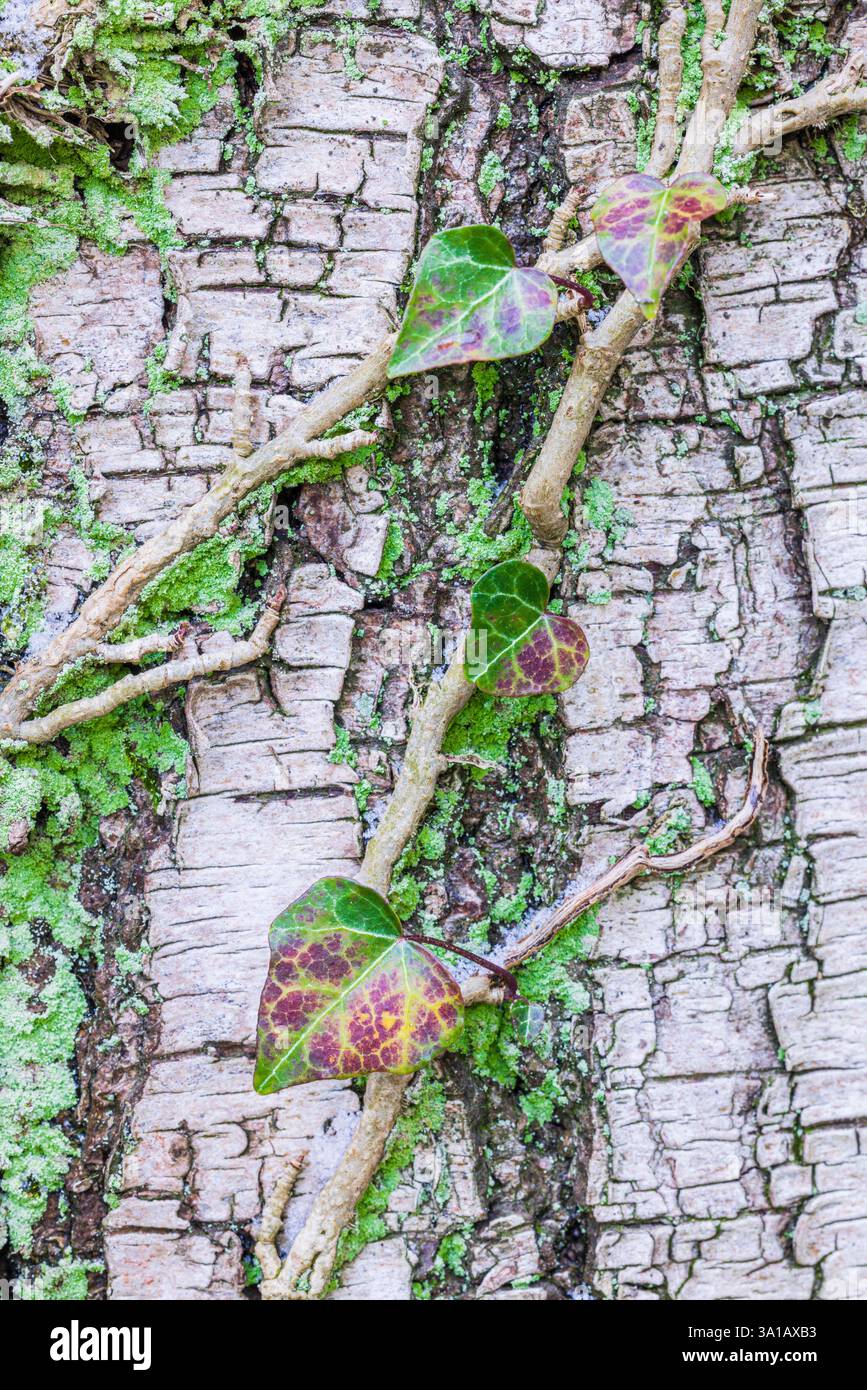 Tree trunk, common ivy (Hedera helix) on bark, nature still life Stock ...