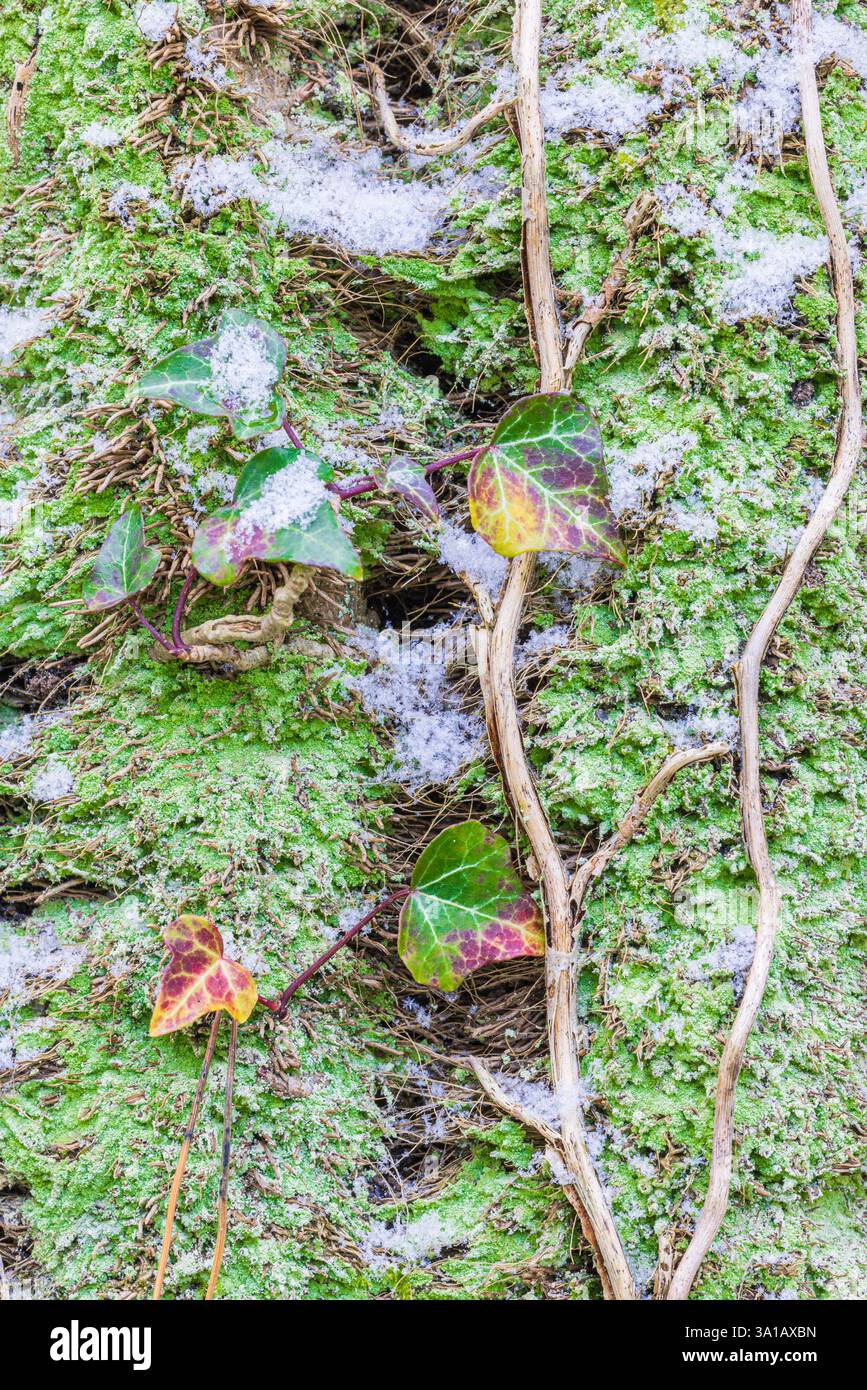 Tree trunk, common ivy (Hedera helix) on bark, nature still life Stock ...