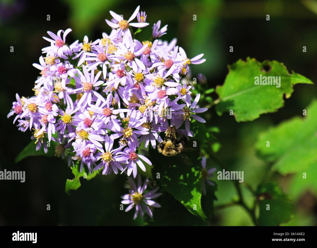 Aster Blooms and Buzzing Visitors: A Summer Scene of Floral Delight Stock Photo - Alamy