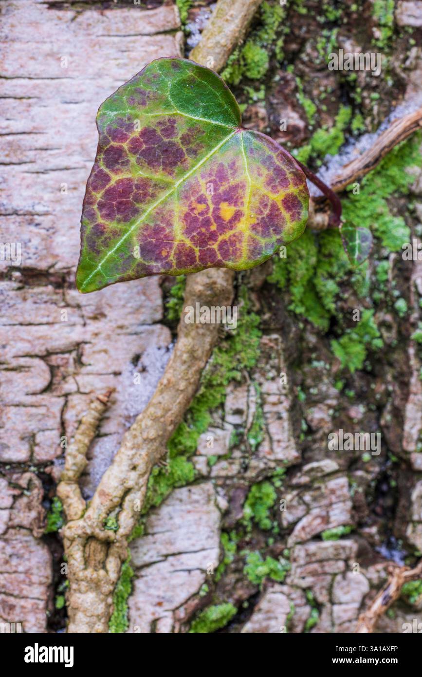Tree trunk, common ivy (Hedera helix) on bark, nature still life Stock ...