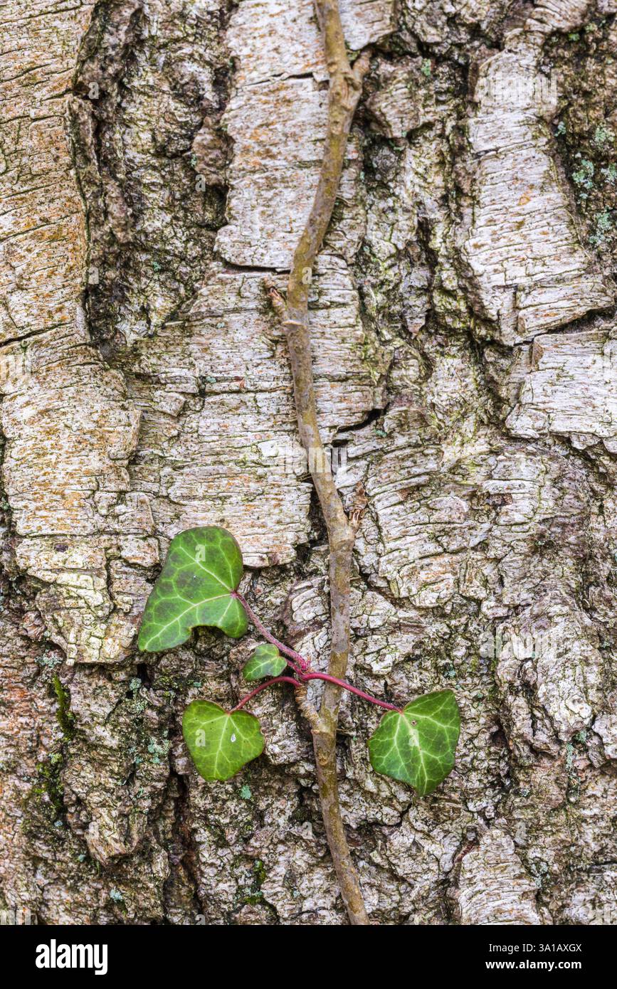 Tree trunk, common ivy (Hedera helix) on bark, nature still life Stock ...