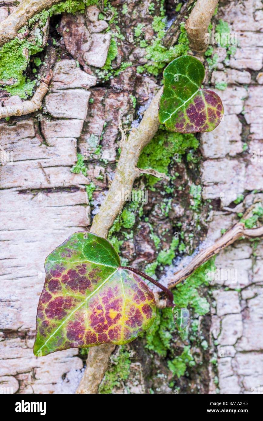 Tree trunk, common ivy (Hedera helix) on bark, nature still life Stock ...