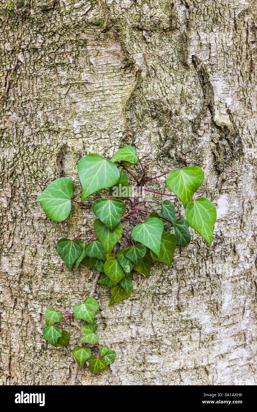 Tree trunk, common ivy (Hedera helix) on bark, nature still life Stock ...
