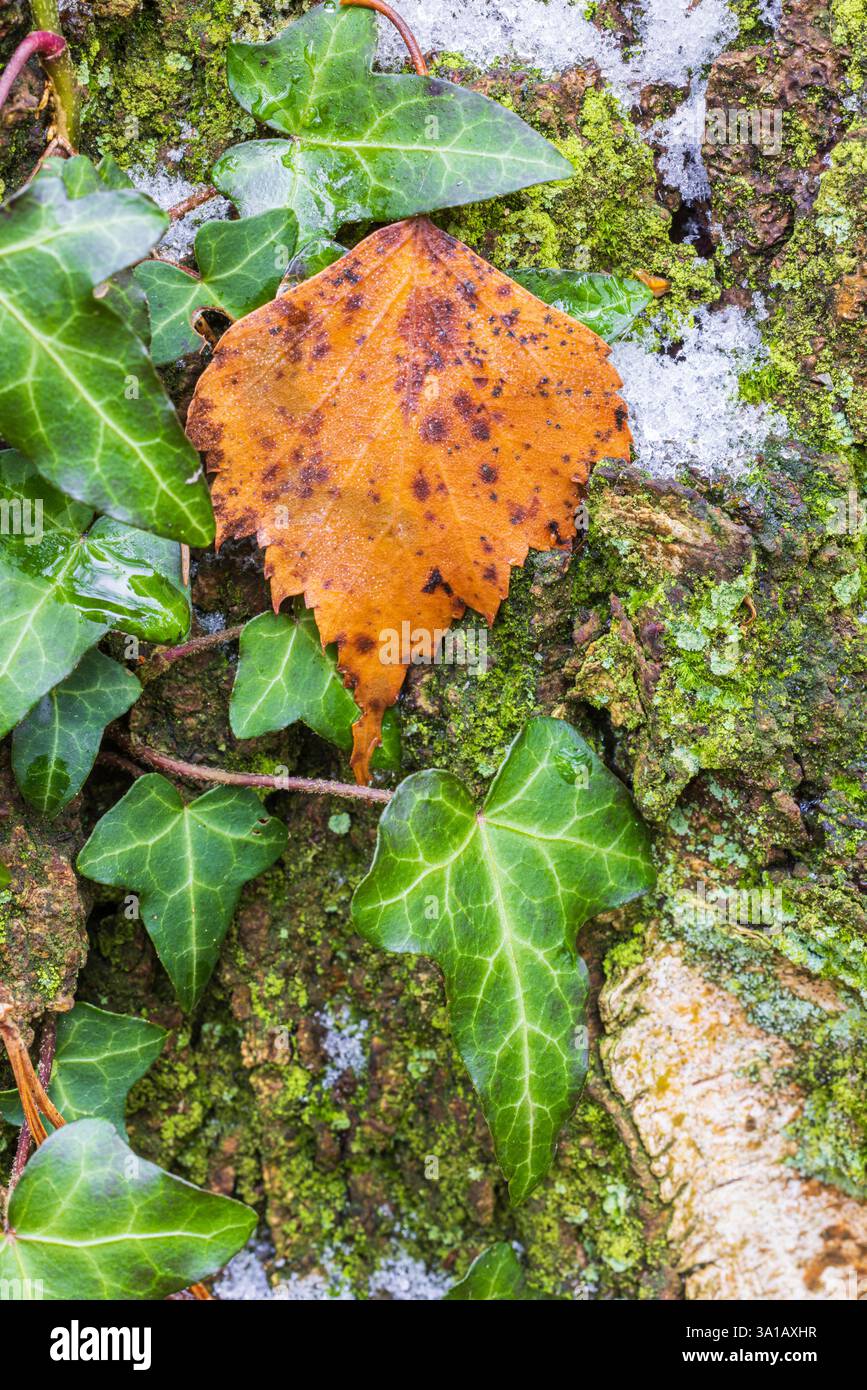 Tree trunk, common ivy (Hedera helix) on bark, nature still life Stock ...