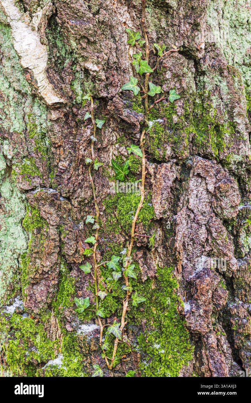 Tree trunk, common ivy (Hedera helix) on bark, nature still life Stock ...