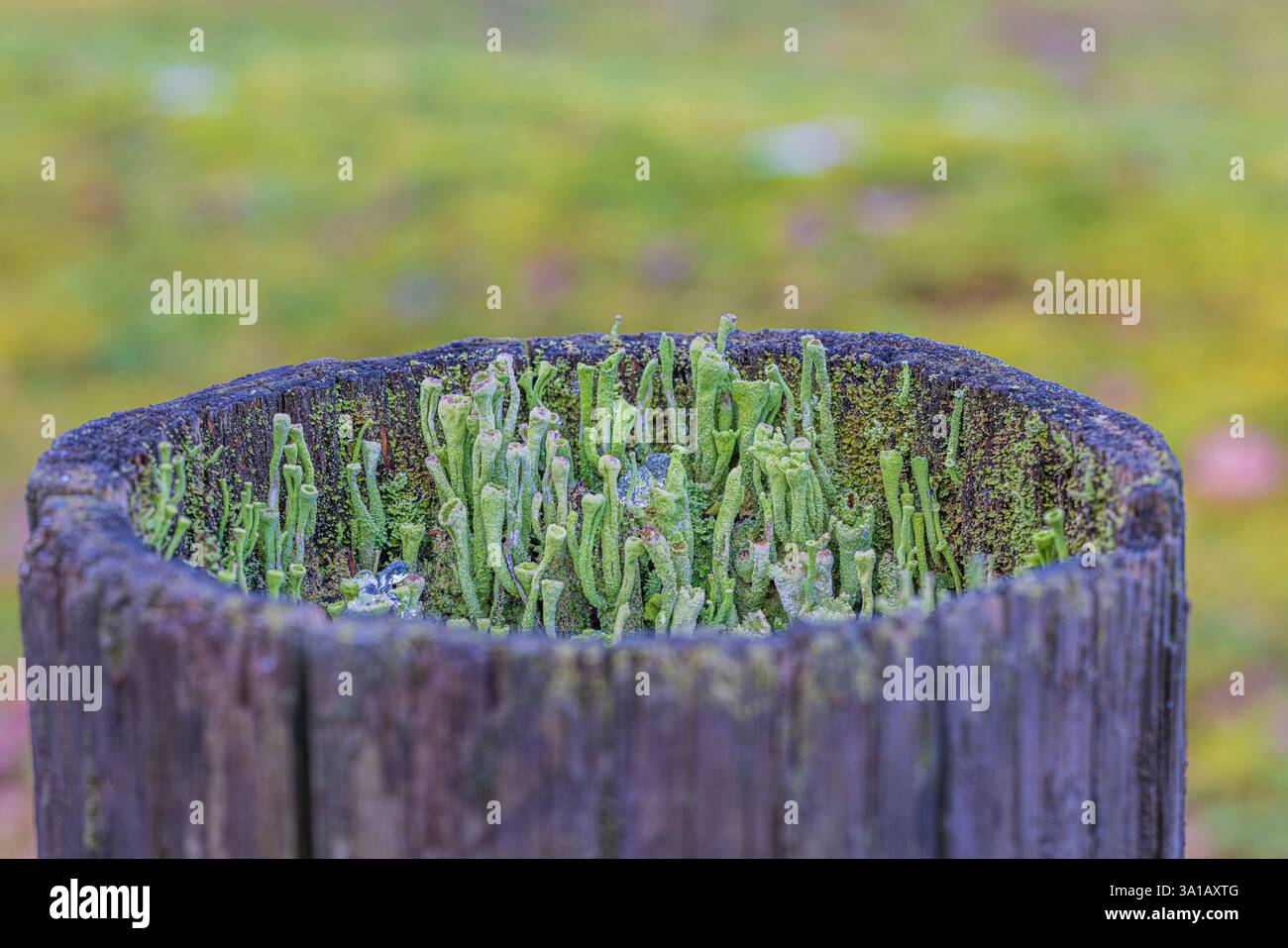 Pyxidata hi-res stock photography and images - Alamy