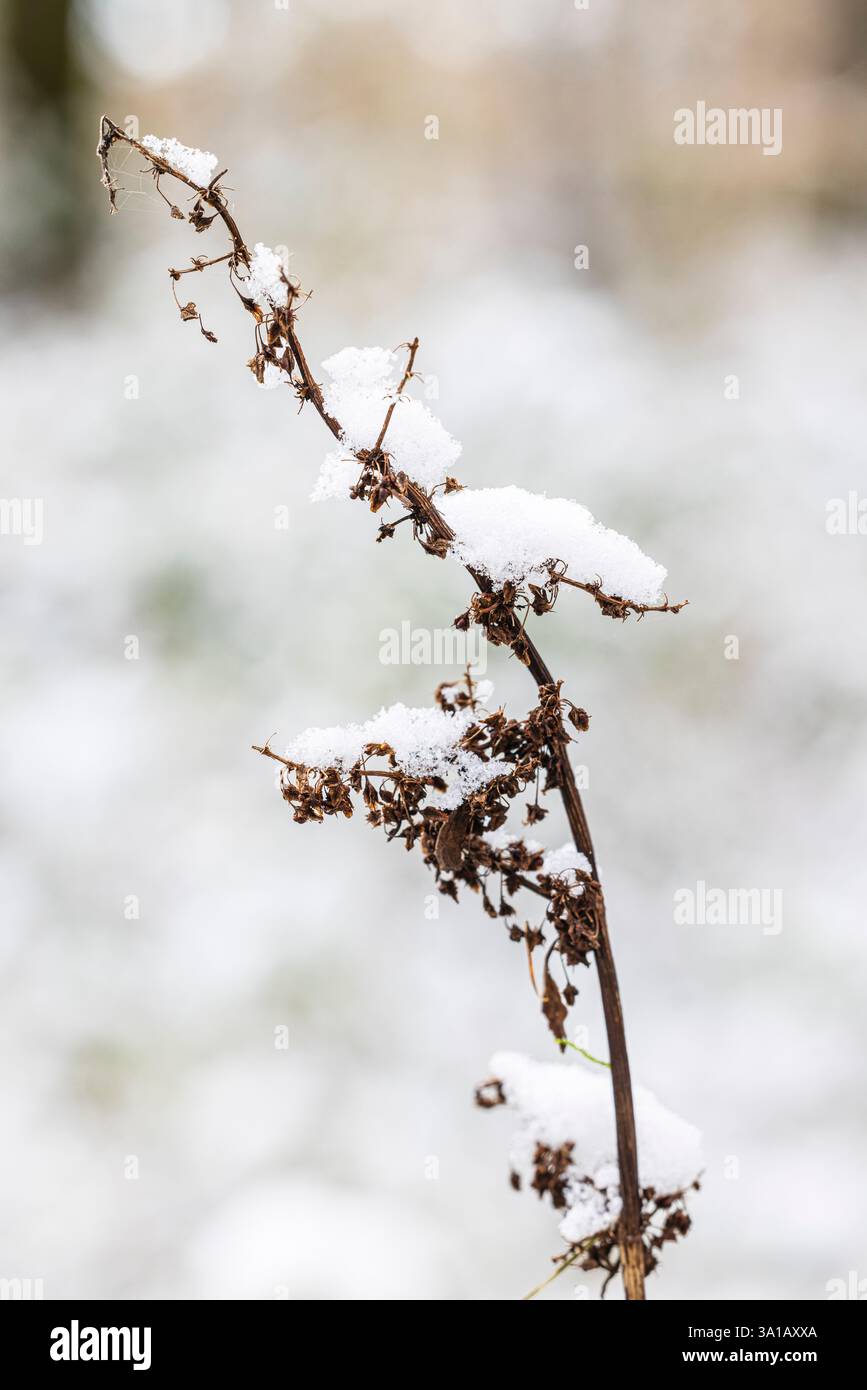 Dried plant covered with sleet and snow in winter hi-res stock ...