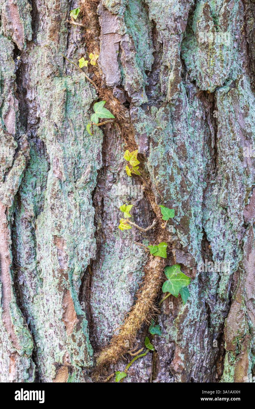 Tree trunk, common ivy (Hedera helix) on bark Stock Photo - Alamy