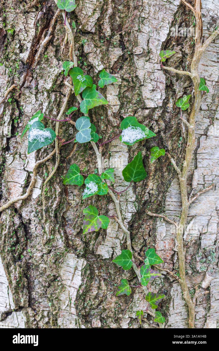 Tree trunk, common ivy (Hedera helix) on bark Stock Photo - Alamy