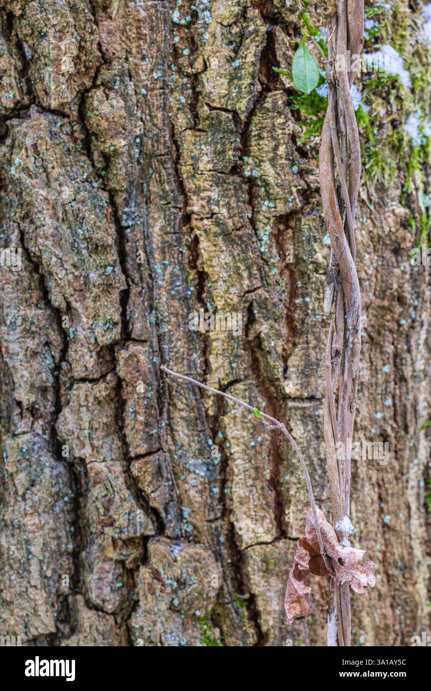 Creeper on trunk hi-res stock photography and images - Alamy