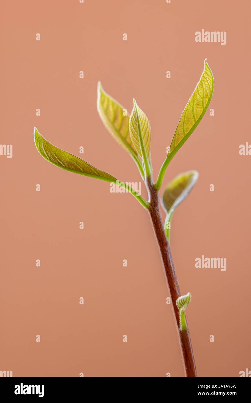 Young green avocado plant, growth Stock Photo - Alamy