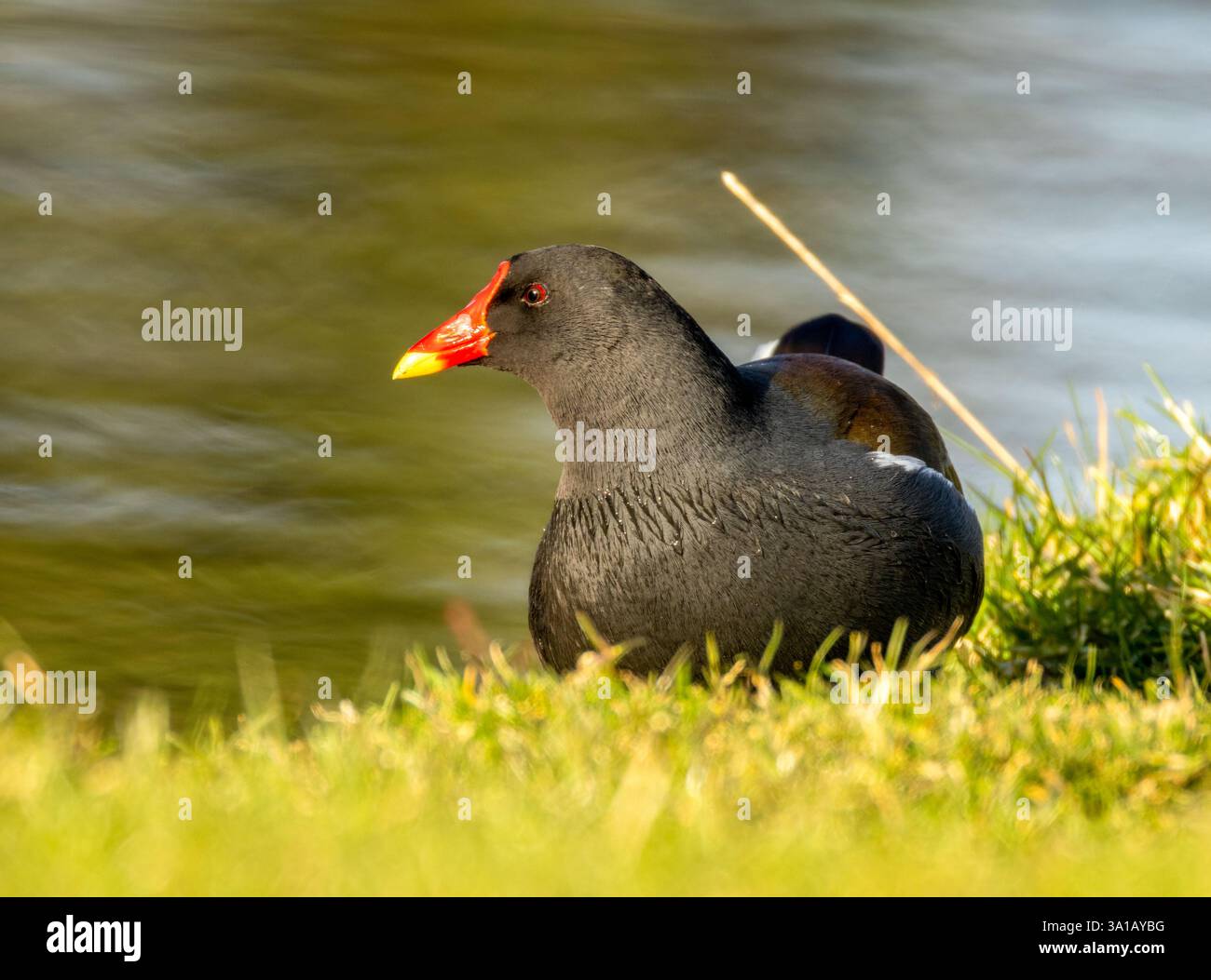 Close up colourful moorhen hi-res stock photography and images - Alamy