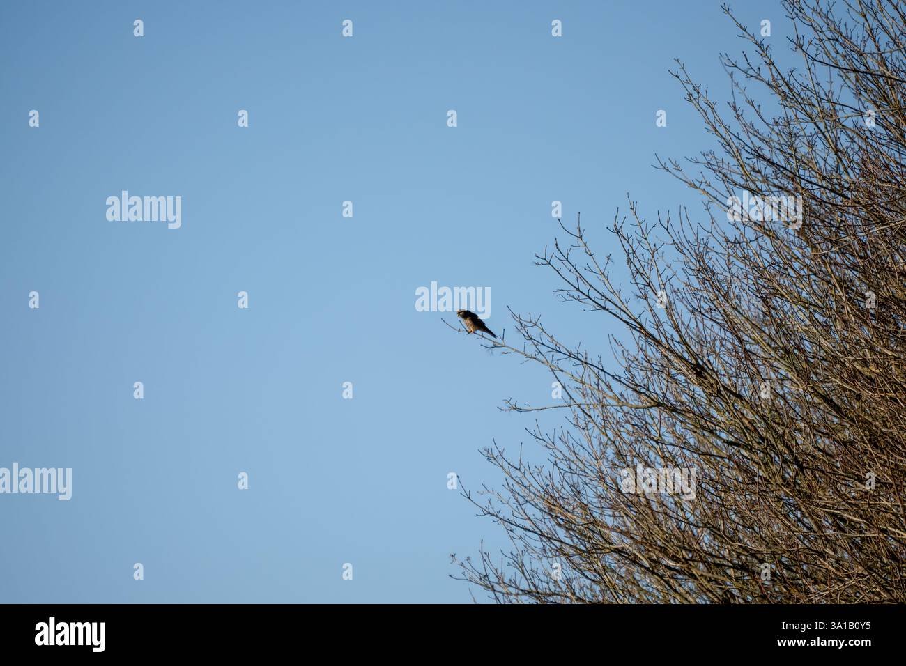 a kestrel (Falco tinnunculus) bird raptor sitting atop a winter tree ...