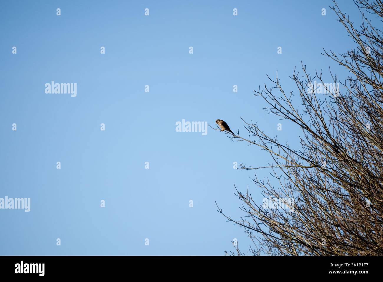 a kestrel (Falco tinnunculus) bird raptor sitting atop a winter tree ...