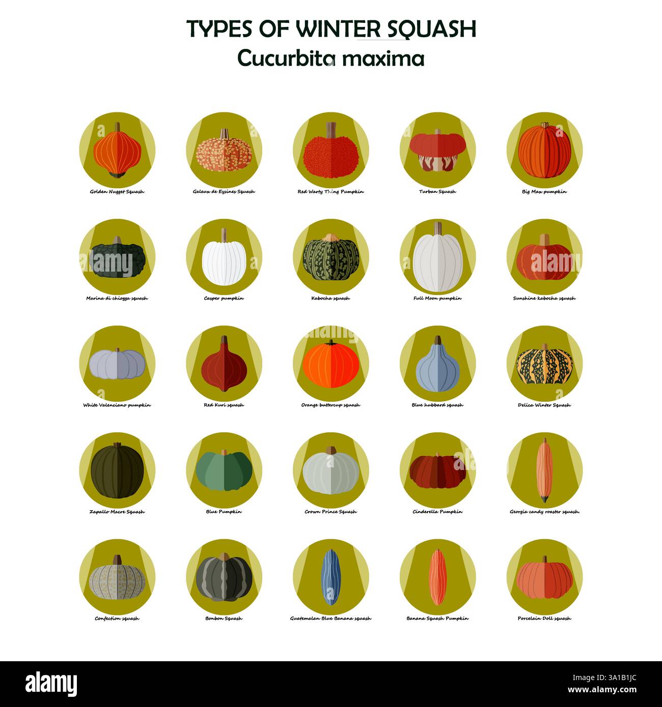 Set of icons with different types of winter squash. Cucurbita maxima ...