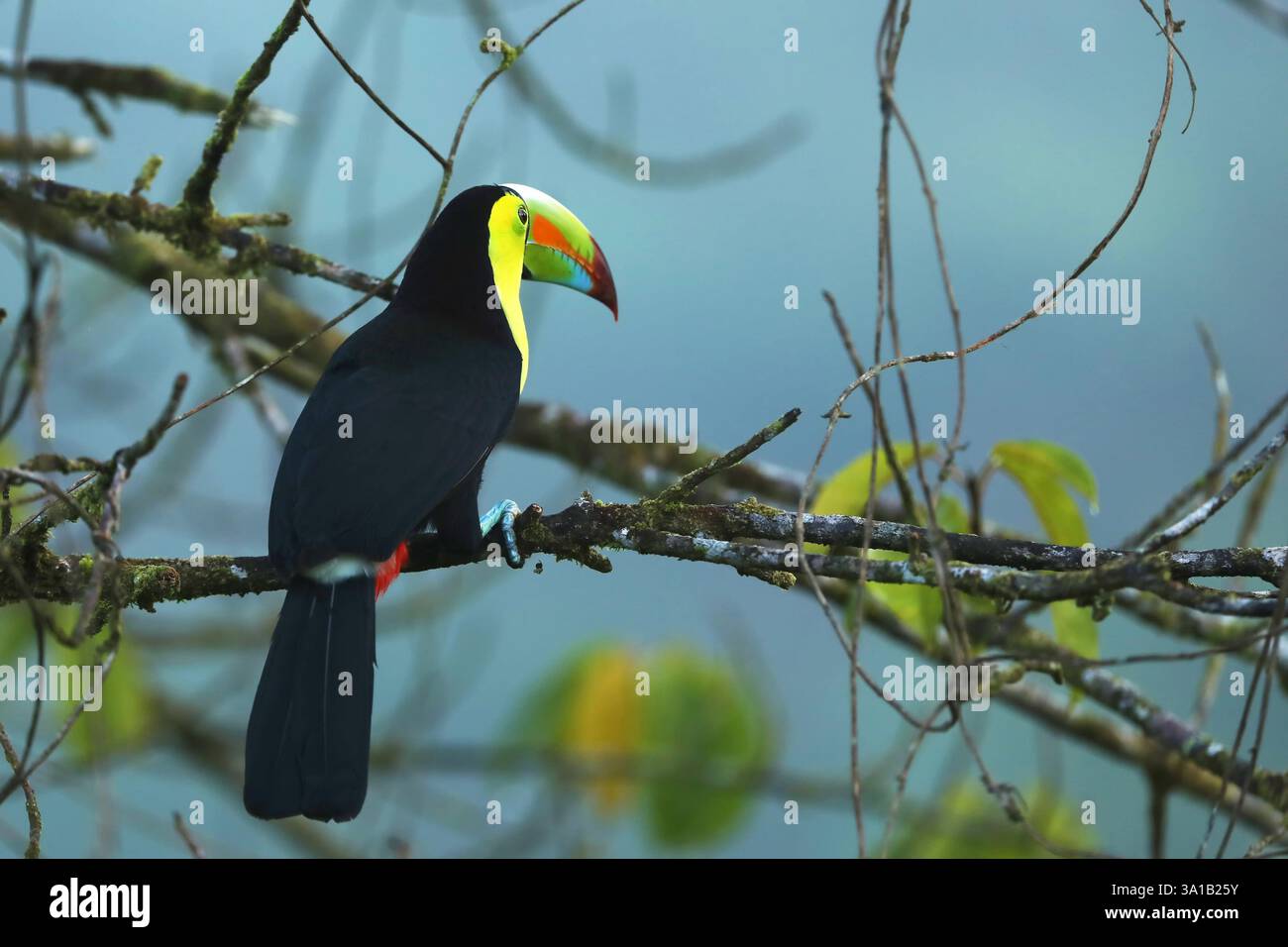 Keel-billed Toucan, Ramphastos sulfuratus, sitting on the branch in the ...
