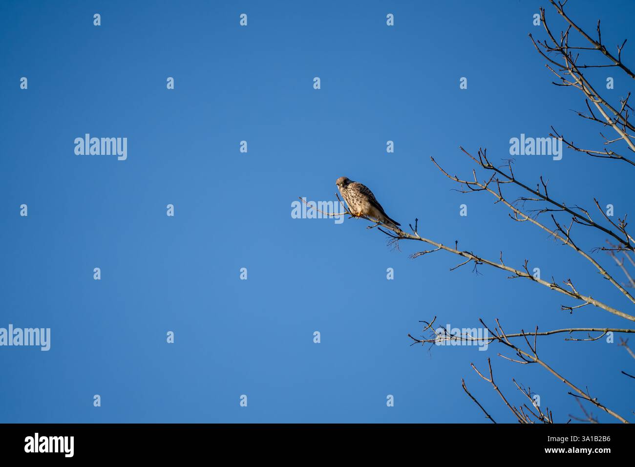 a kestrel (Falco tinnunculus) bird raptor sitting atop a winter tree ...