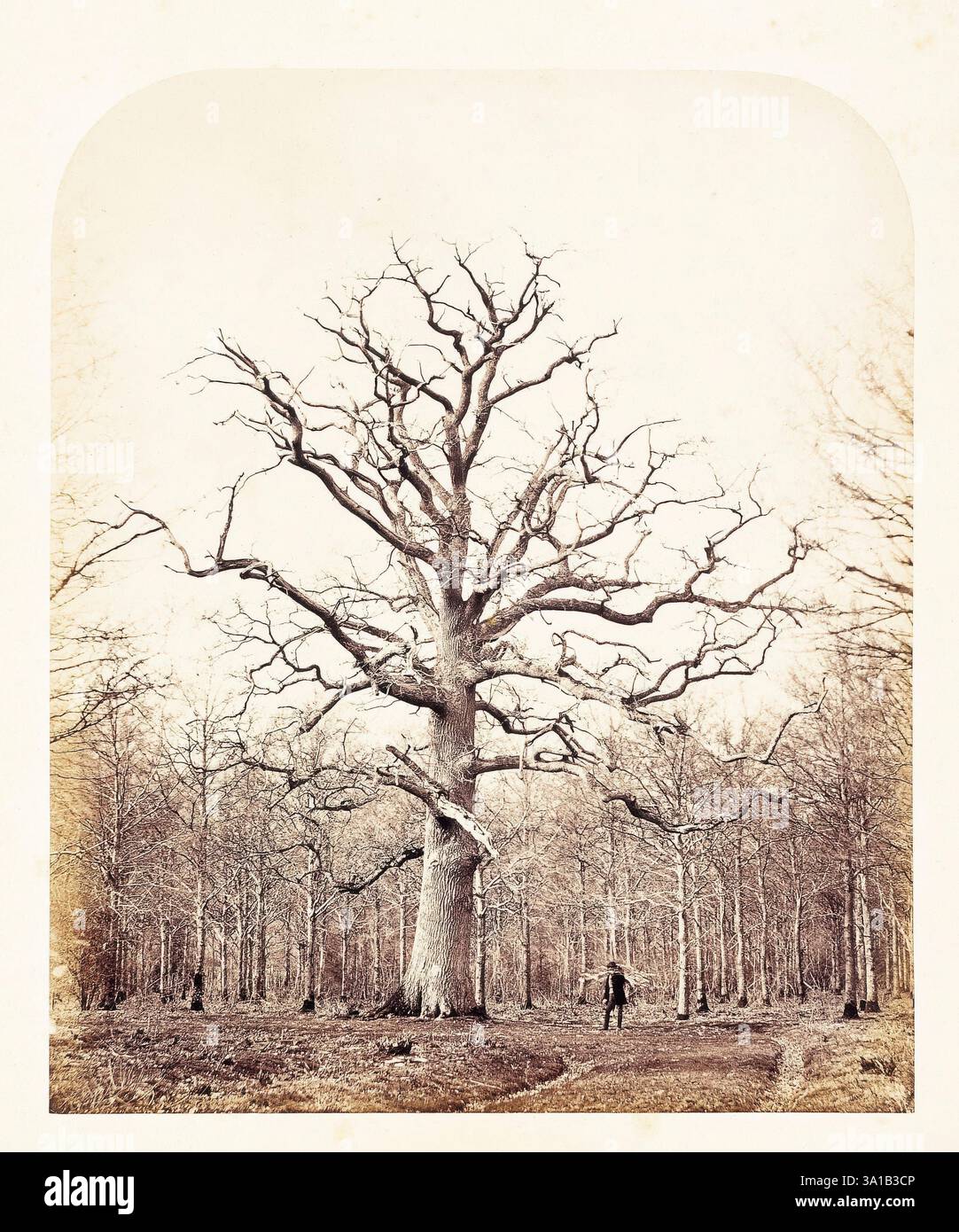 Bw oak hi-res stock photography and images - Alamy