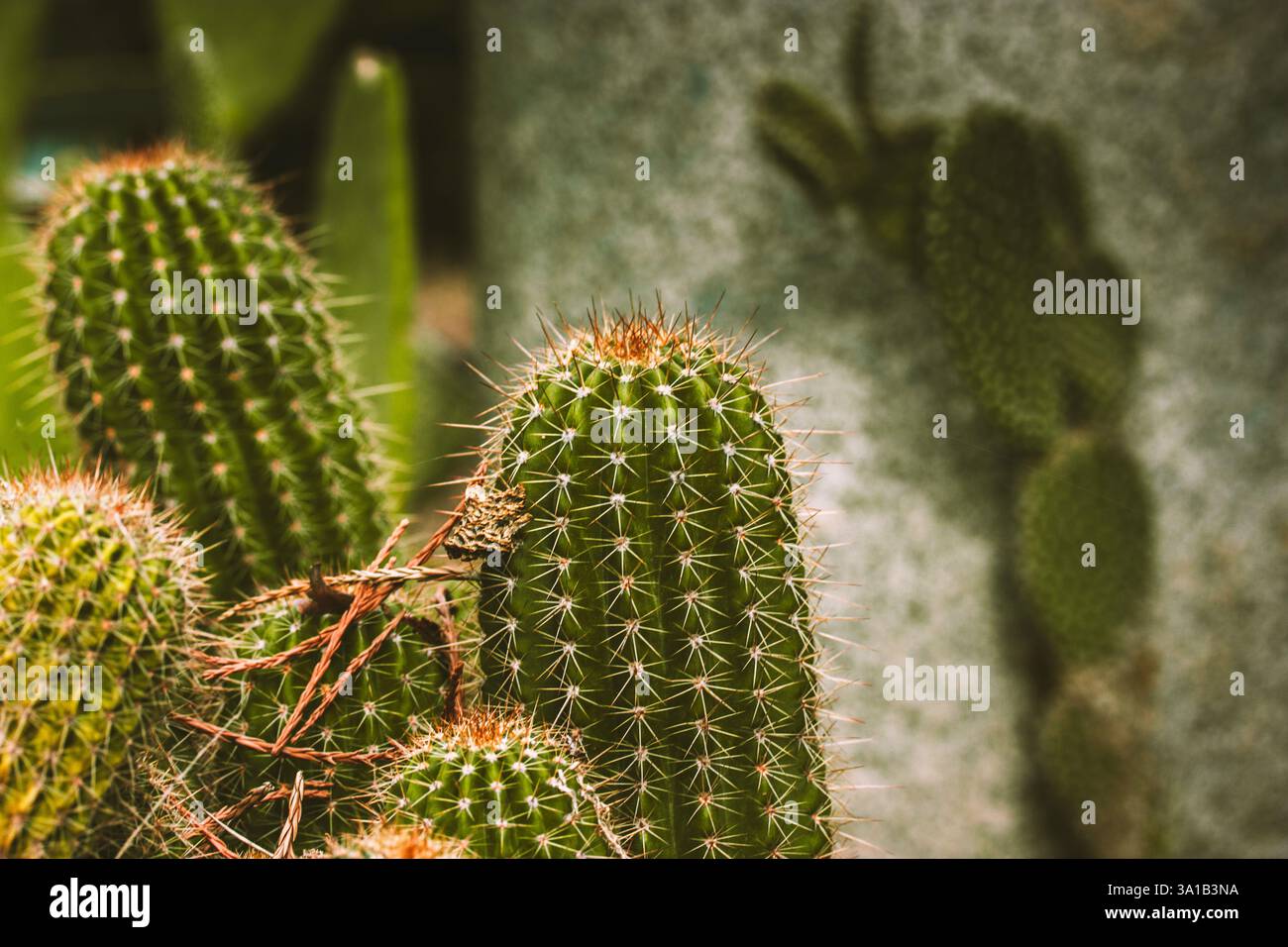 Green prickly cactuses on grey stone background. Cactus with small ...