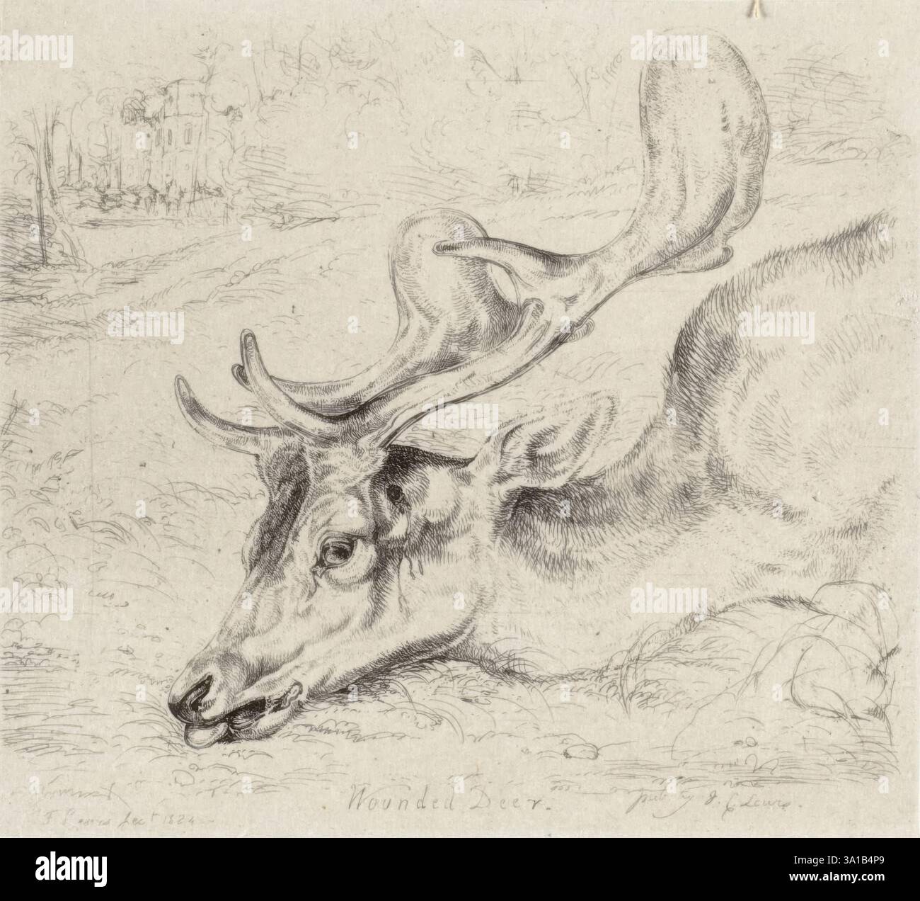 Wounded deer hi-res stock photography and images - Alamy