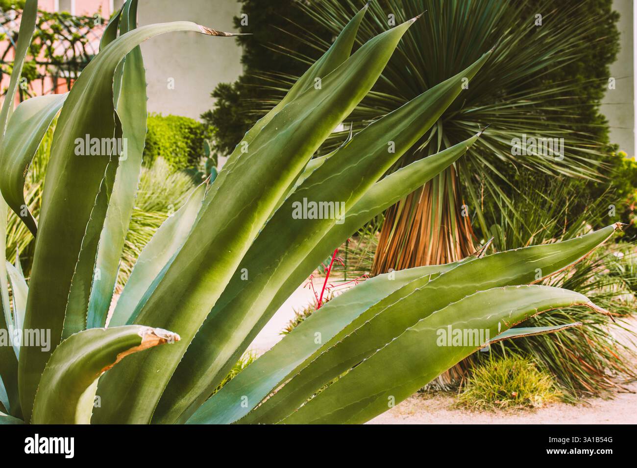 Giant blue-green agave long smooth leaves in botanical garden. Exotic ...
