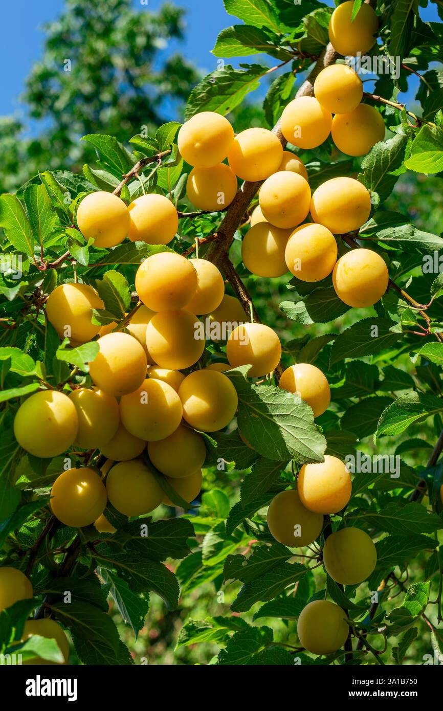 The Mirabelle plum (Prunus domestica subsp. syriaca) is a subspecies of ...