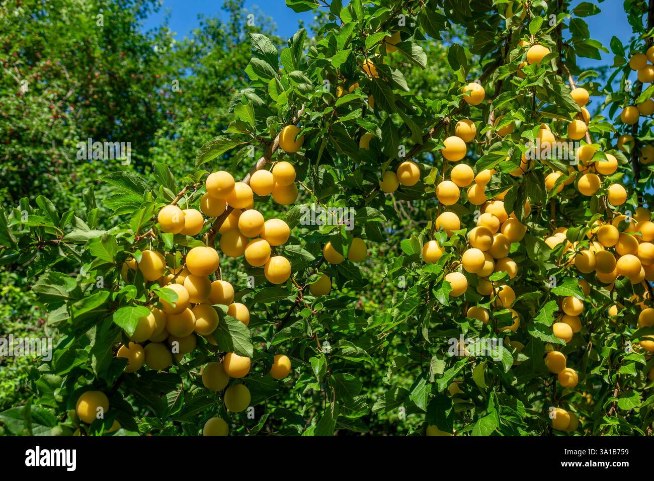 The Mirabelle plum (Prunus domestica subsp. syriaca) is a subspecies of ...