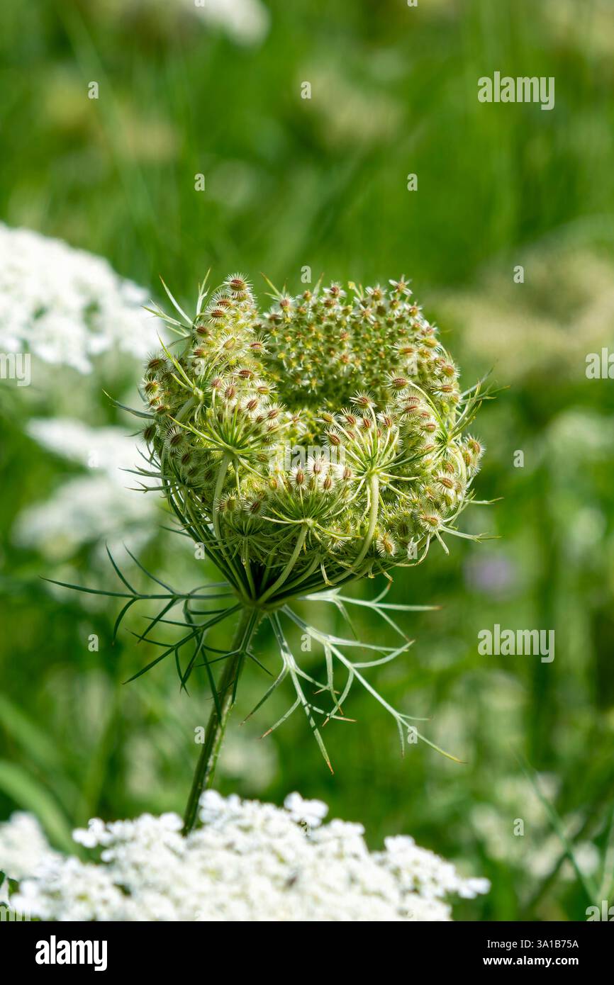 Nest-shaped rolled up fruit umbel of the wild carrot. The wild carrot ...