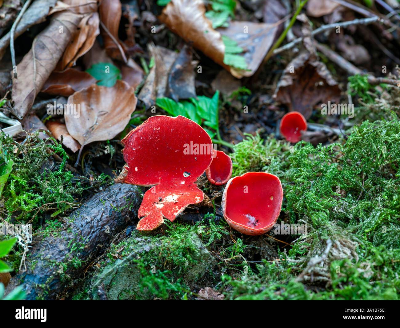 Sarcoscypha coccinea, ruby elfcup on an old beech branch surrounded by ...