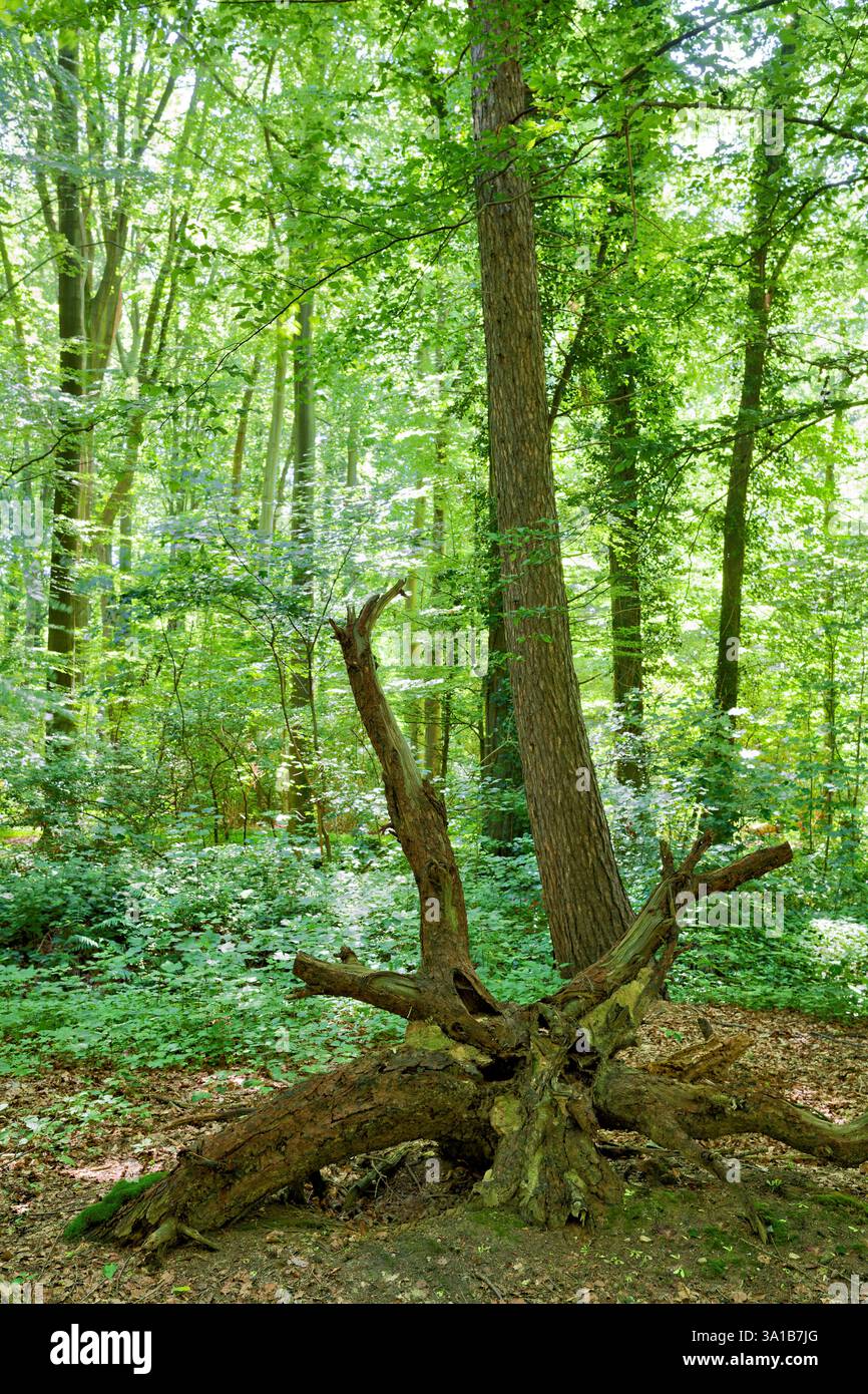 Europe, Germany, North Rhine-Westphalia, Rhineland, Cologne ...