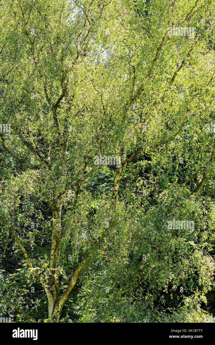 Europe, Germany, North Rhine-Westphalia, Rhineland, Cologne ...