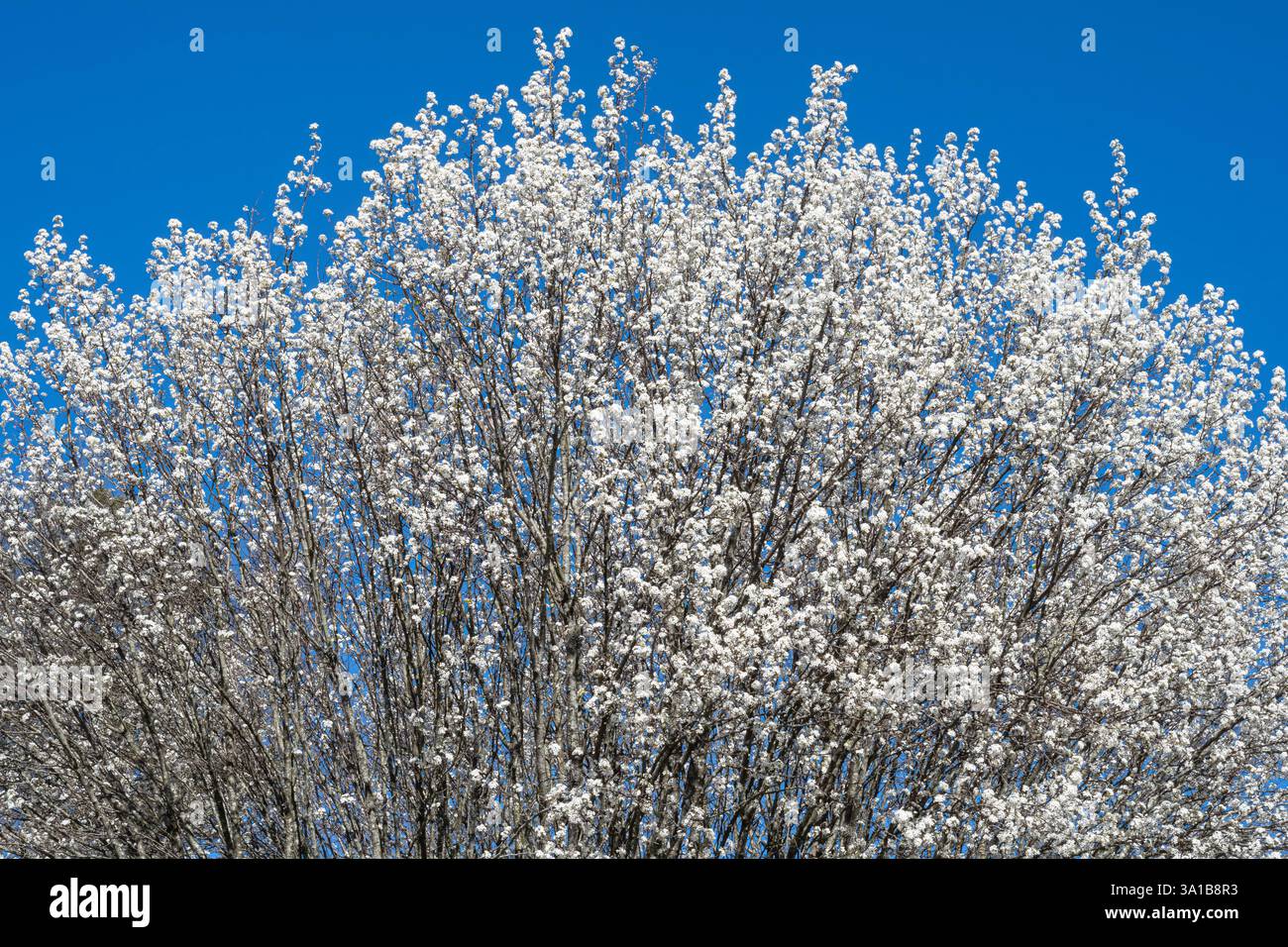 Blossoming callery pear tree hi-res stock photography and images - Alamy