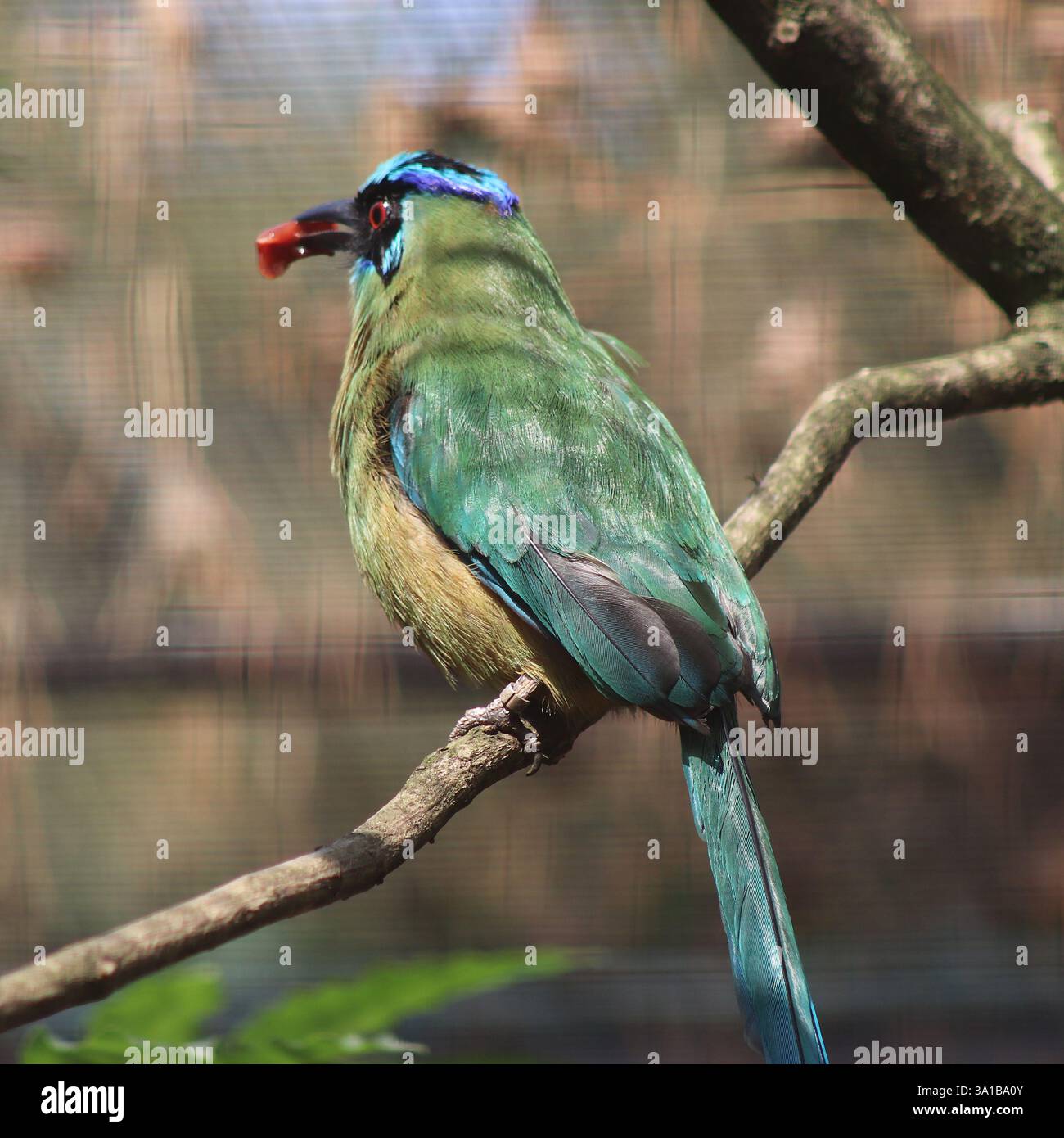 Colorful blue crowned motmot, also known as momotus momota, perched on ...