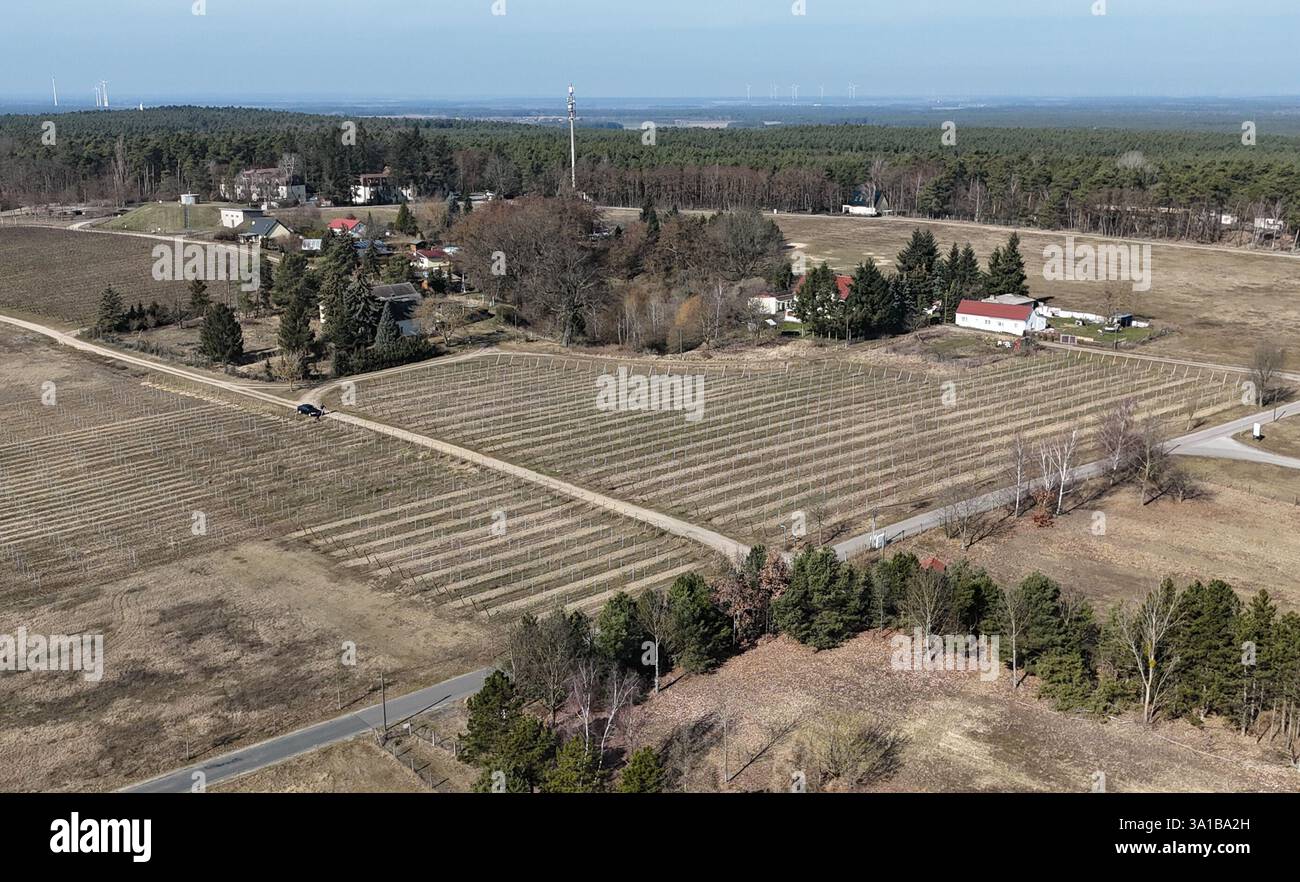 Jessen, Germany. 07th Mar, 2025. A vineyard belonging to winegrower ...