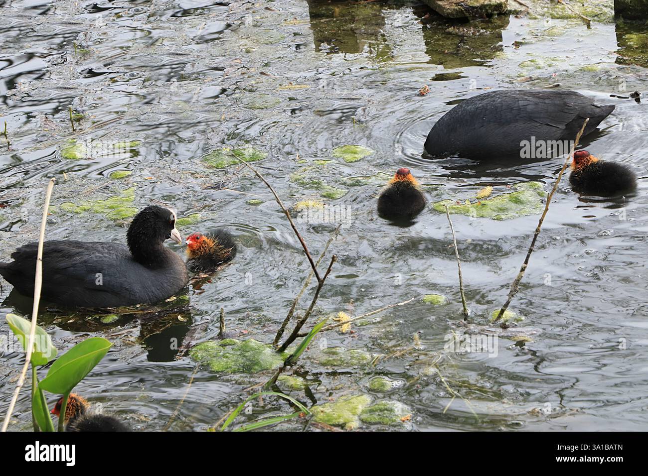 Mom coot duck feeds her ducklings on the lake, raising offspring in the ...