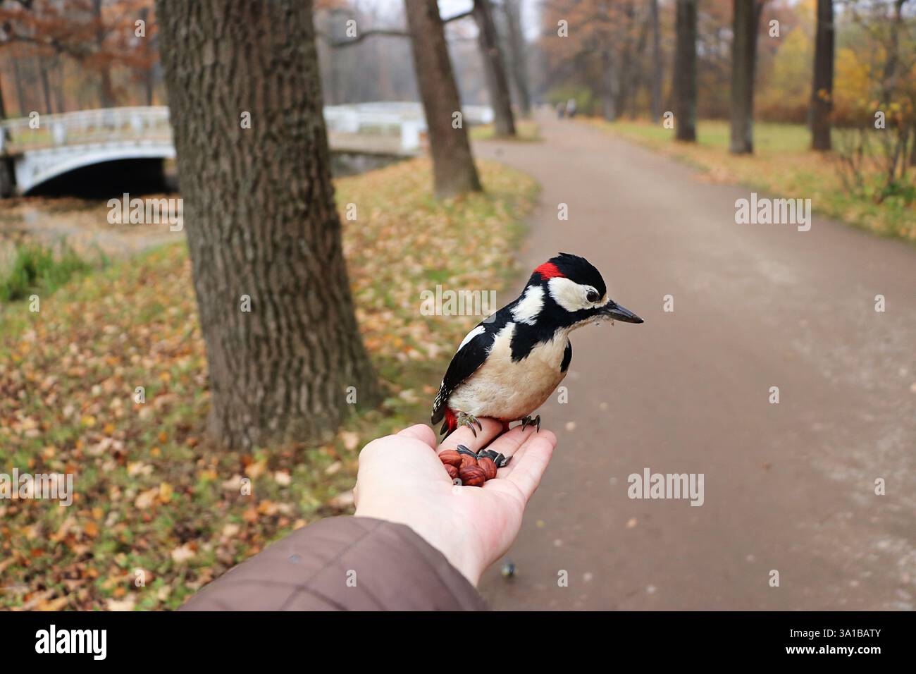 The bird on the hand eats nuts, the wild woodpecker sat on my hand to ...