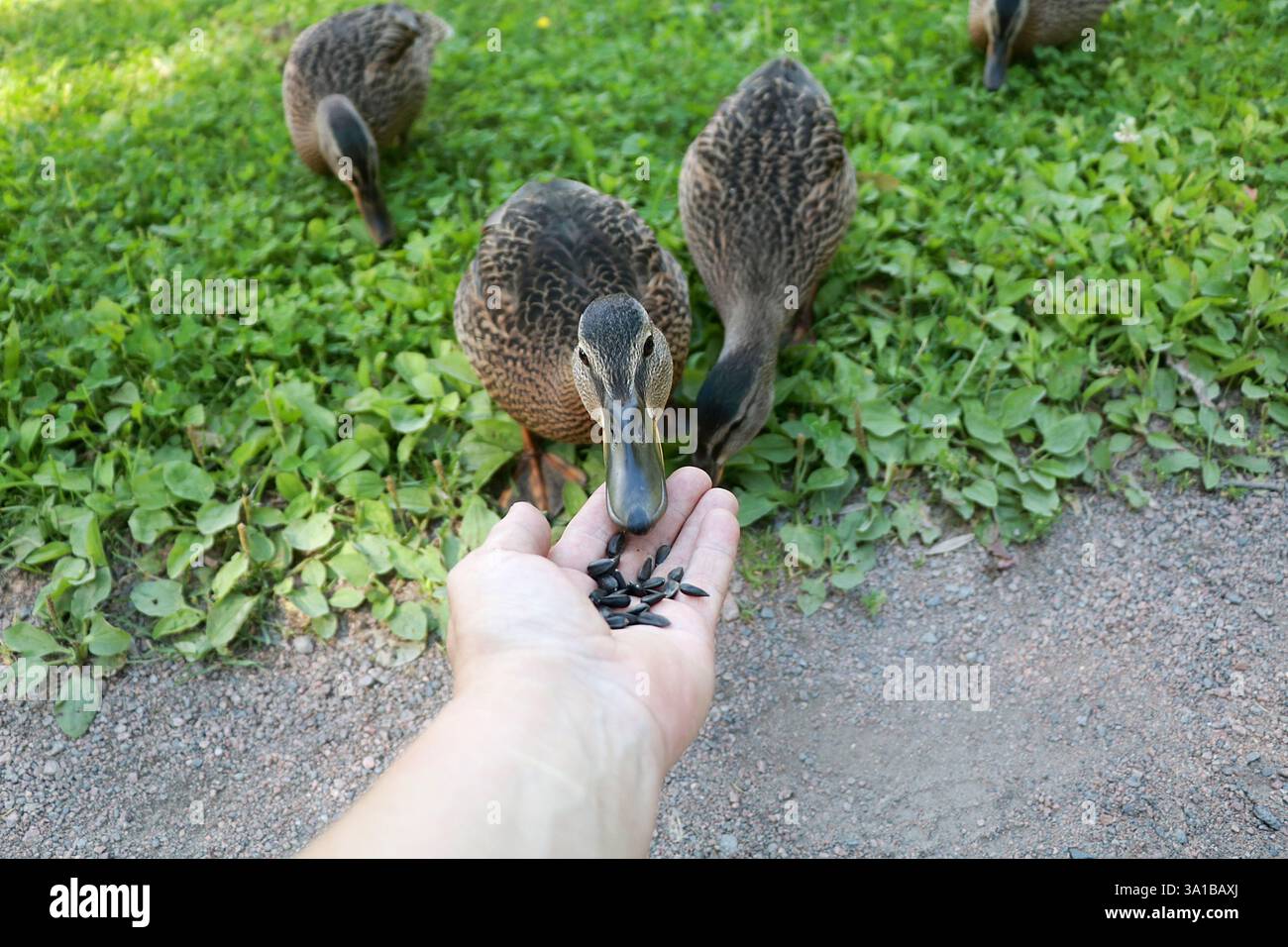 Wild duck eats sunflower seeds from human hand. Concept of human and ...