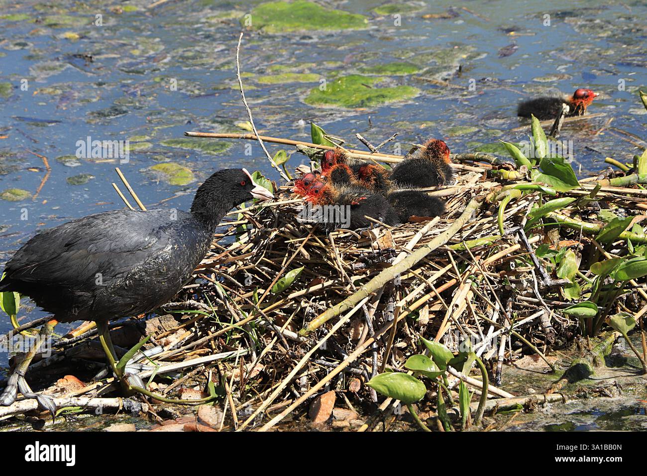 Mom coot duck feeds her ducklings on the lake, raising offspring in the ...