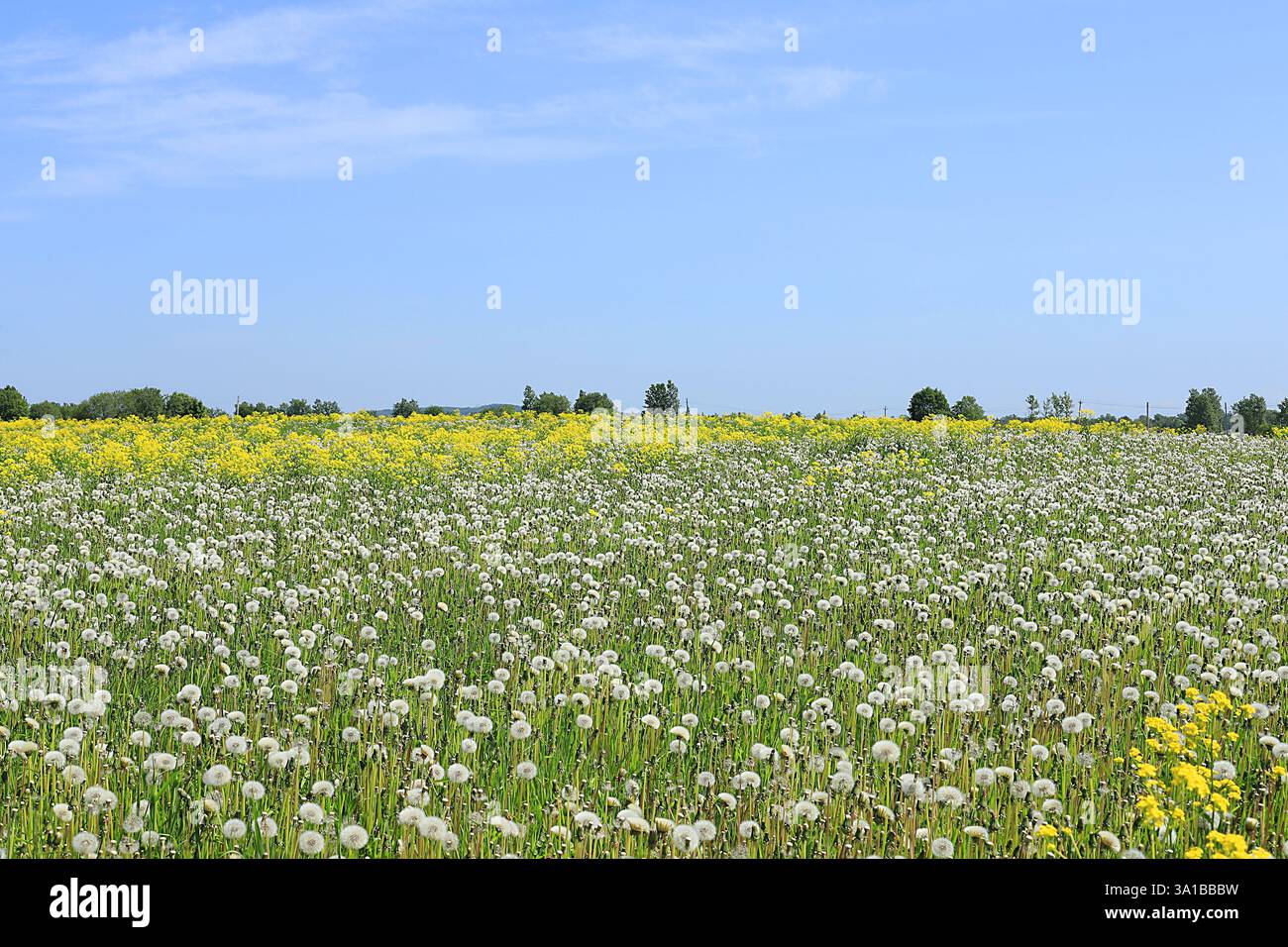 Russian field dandelions on hi-res stock photography and images - Alamy