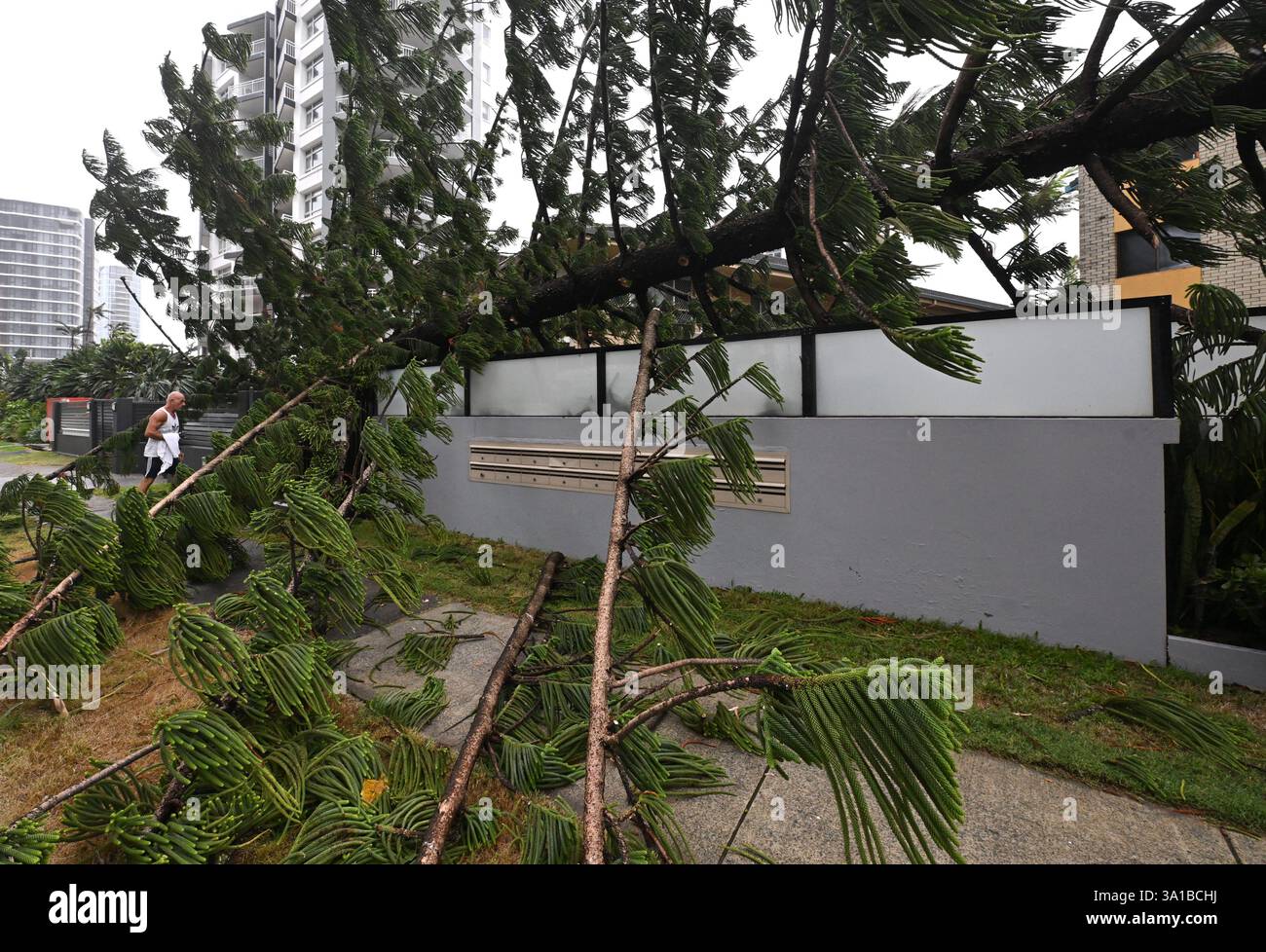 A fallen pine tree at an apartment building at Broadbeach on the Gold ...