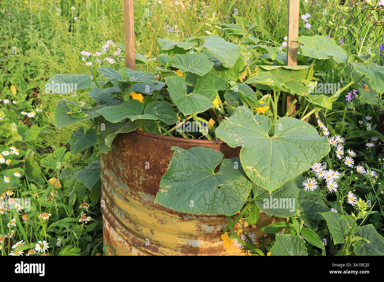 Cultivation of cucumbers in a village in Russia in the middle lane. An ...