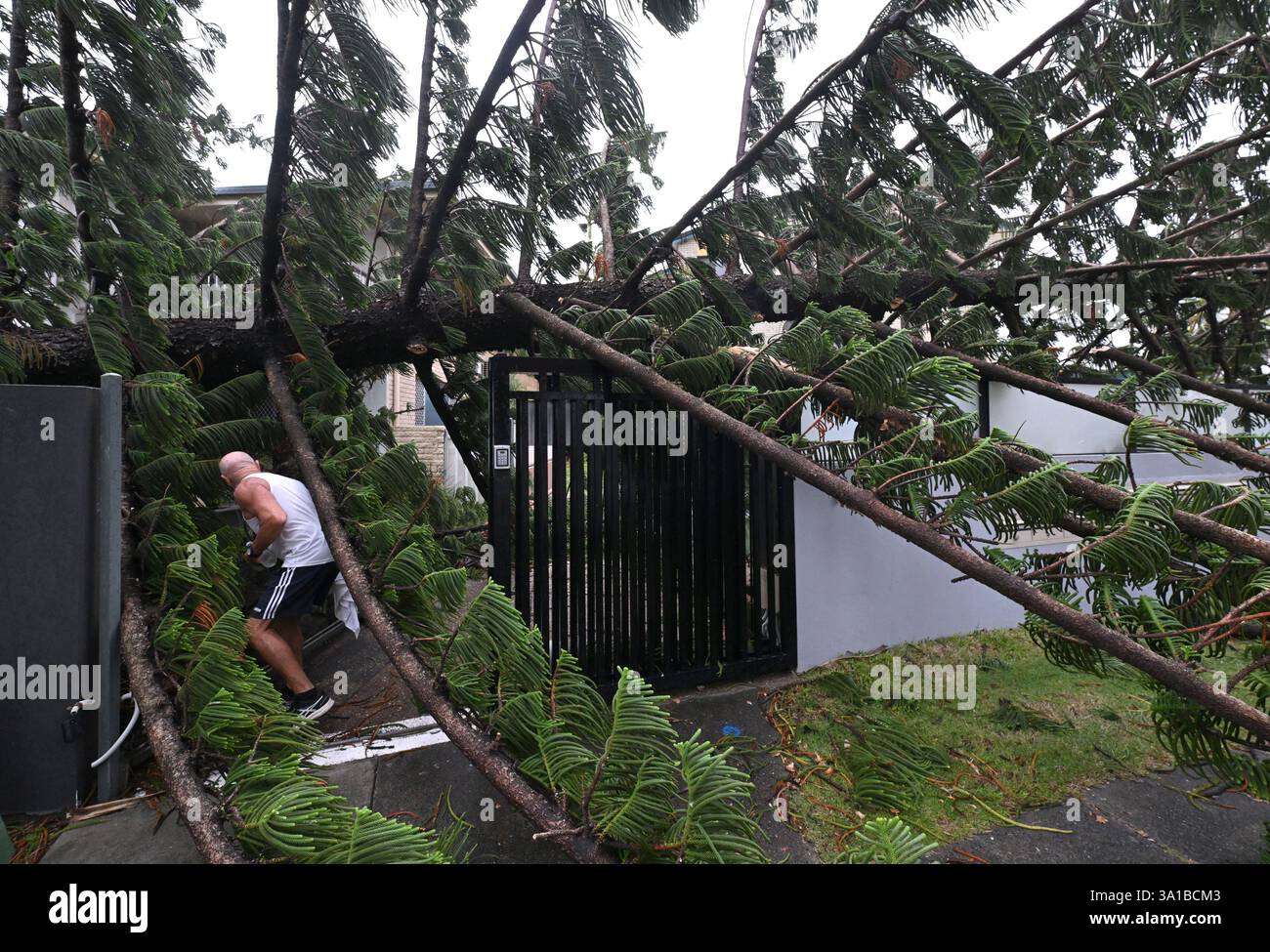 A fallen pine tree at an apartment building at Broadbeach on the Gold ...