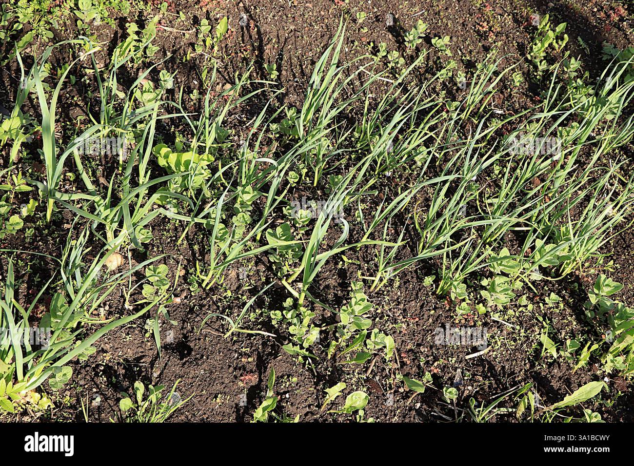 Young garlic beds in hi-res stock photography and images - Alamy