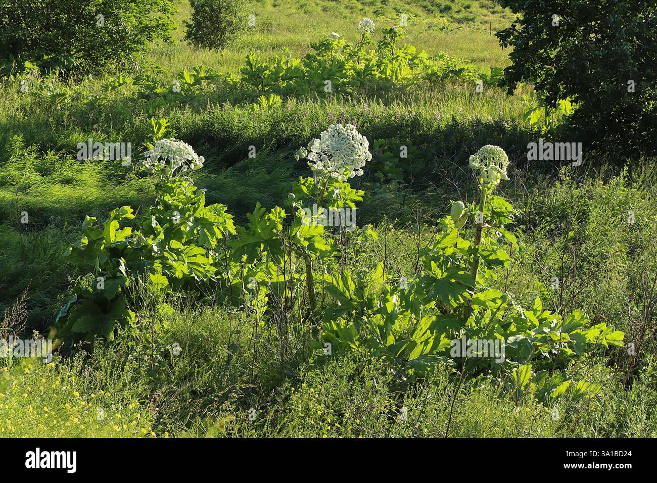 Hogweed in the field. A very dangerous and poisonous plant growing in ...