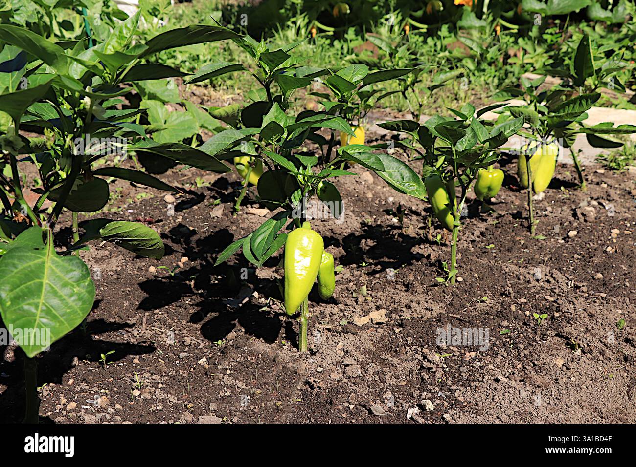 Growing peppers in a village in central Russia. Arches are placed over ...