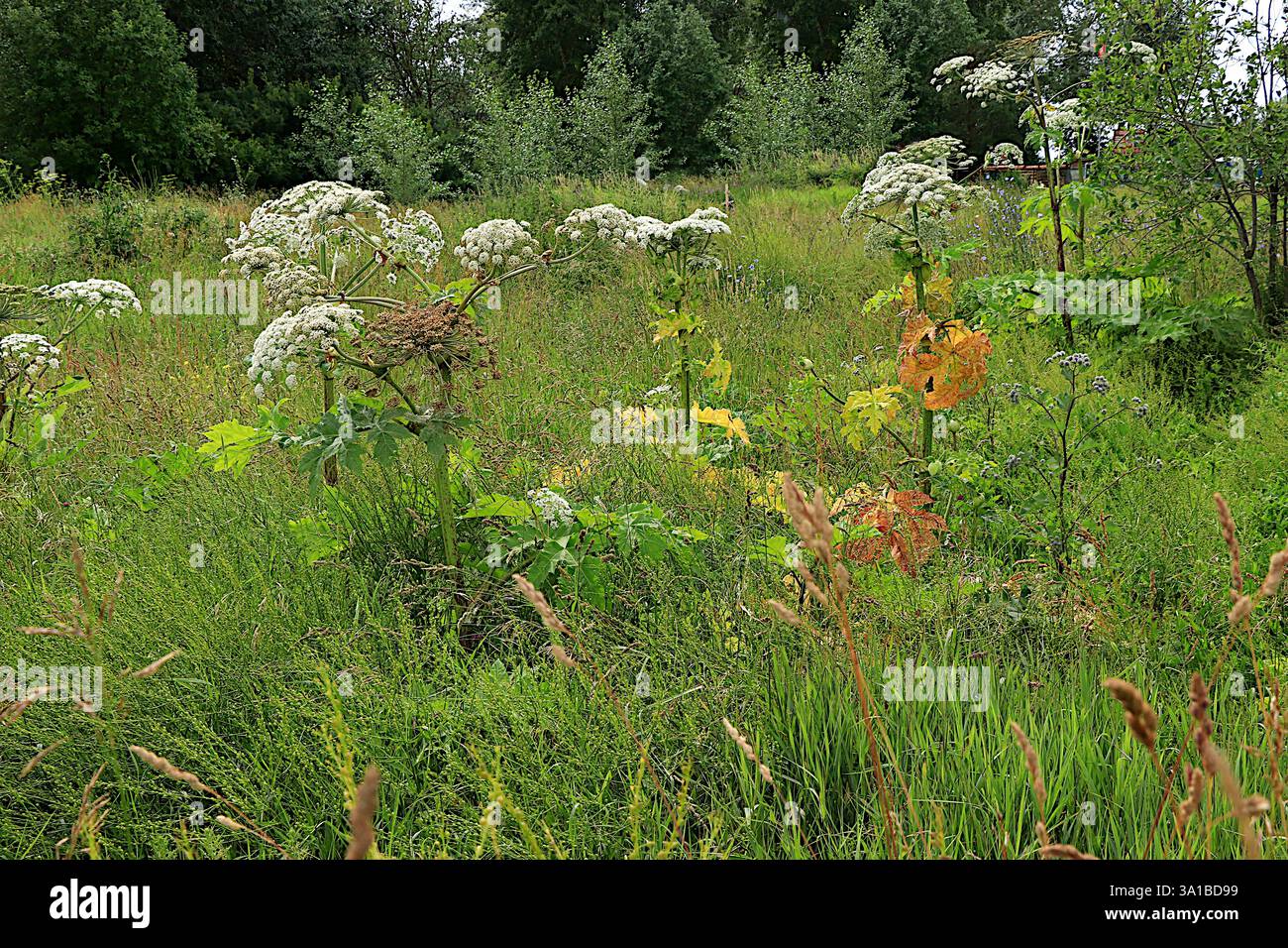 Hogweed in a wild field. A very dangerous and poisonous plant growing ...