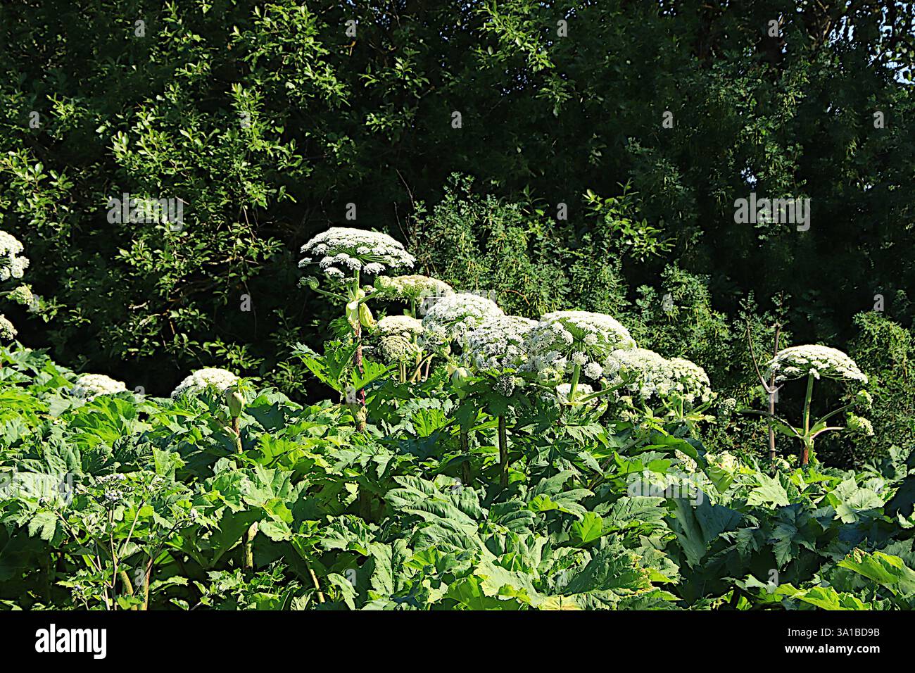 Hogweed in a wild field. A very dangerous and poisonous plant growing ...