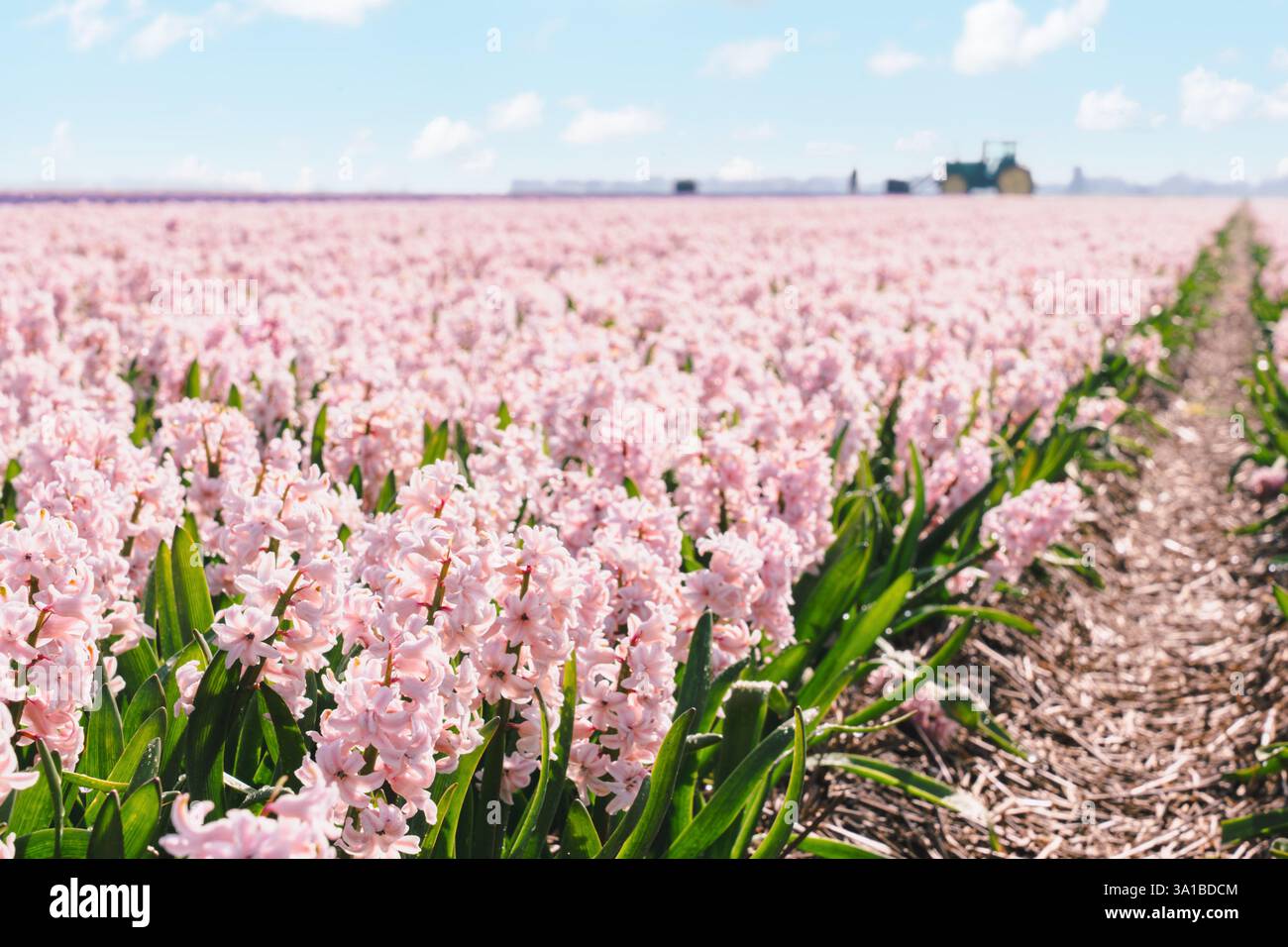 Rows of pink hyacinths bloom in a vast Dutch flower field under a blue ...