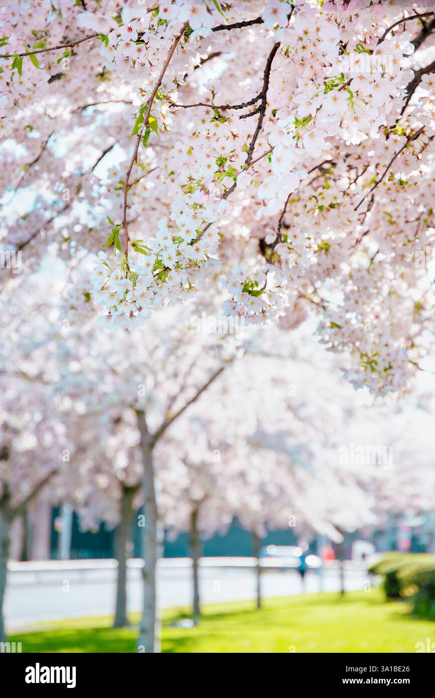 A row of cherry blossom trees in full bloom, soft sunlight highlighting ...